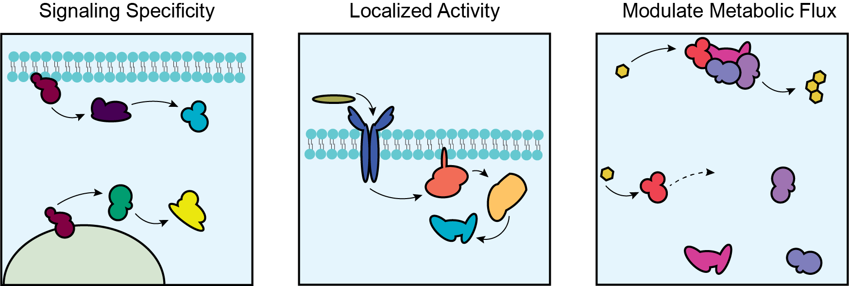 Research Interests – UCLA Danielle Schmitt Lab