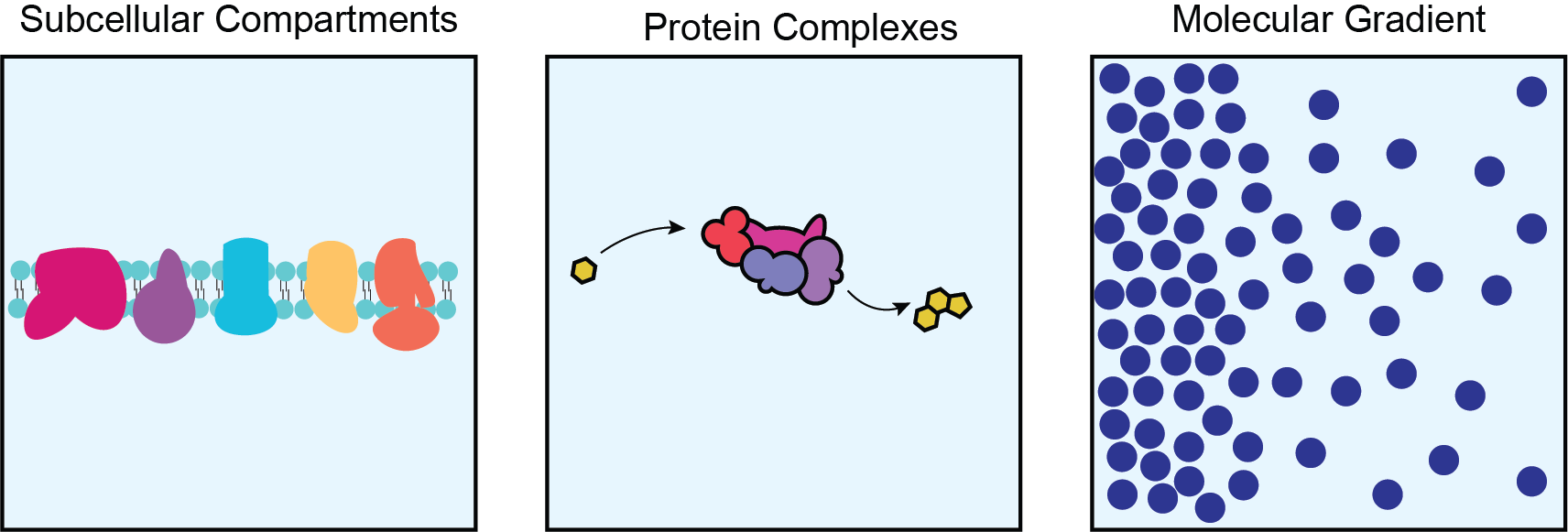 Research Interests – UCLA Danielle Schmitt Lab